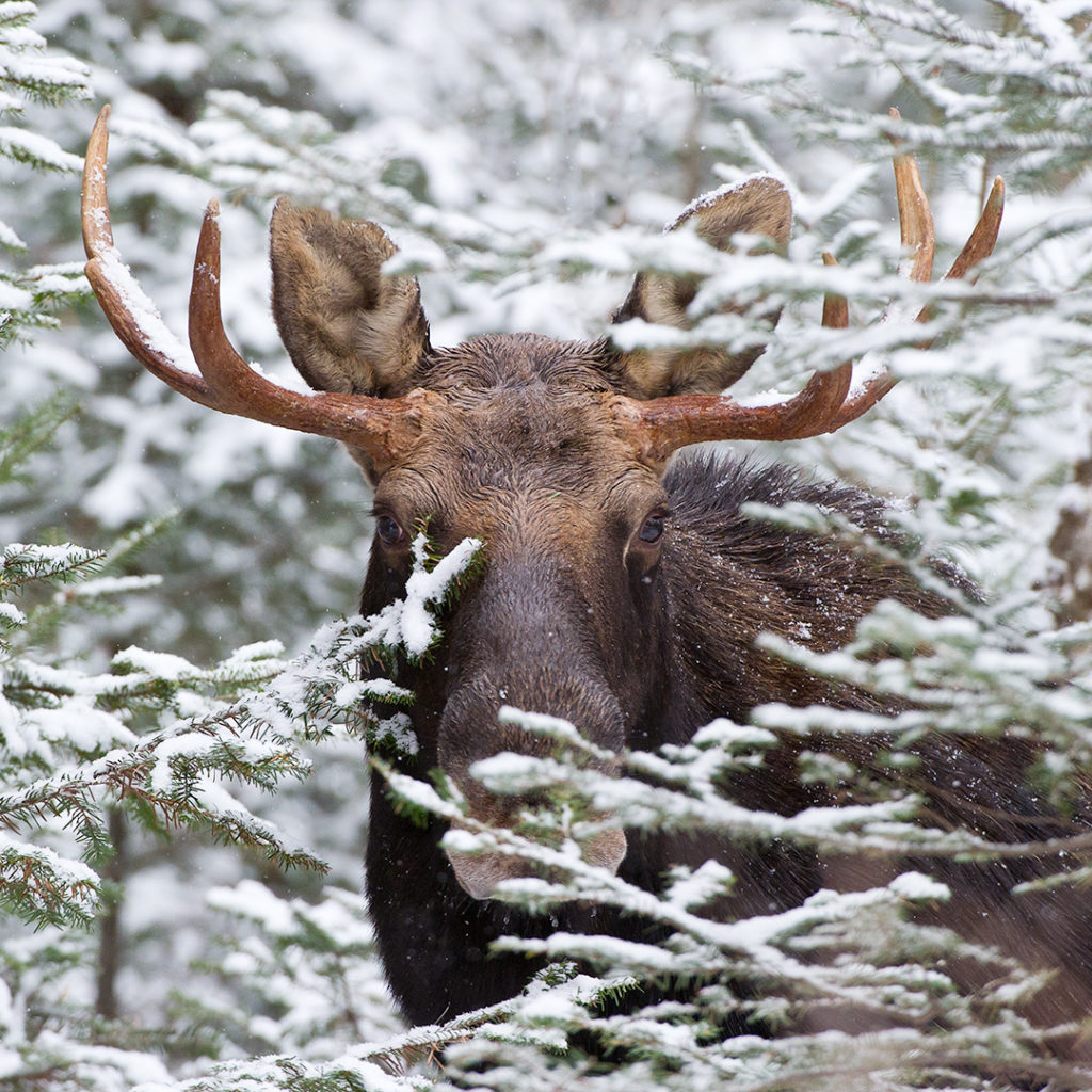 Moose Prints Gallery – Maine Made