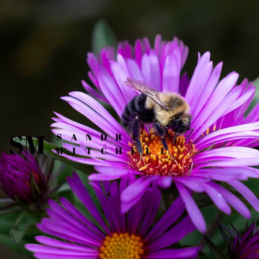 Sandra Mitchell Nature Photography – Maine Made
